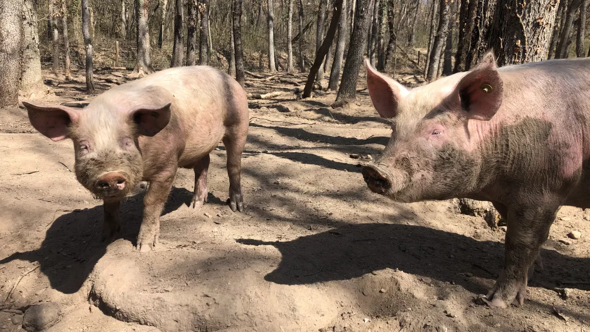 Sur la route des cochons | FranceTvPro.fr