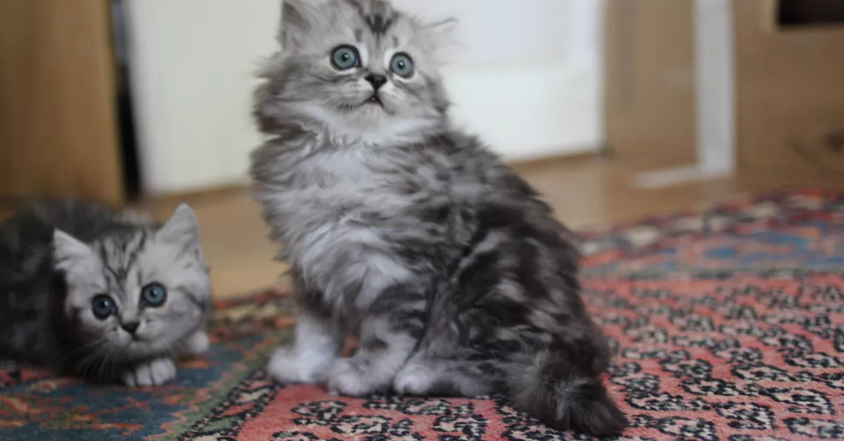 Une vie de chaton | FranceTvPro.fr